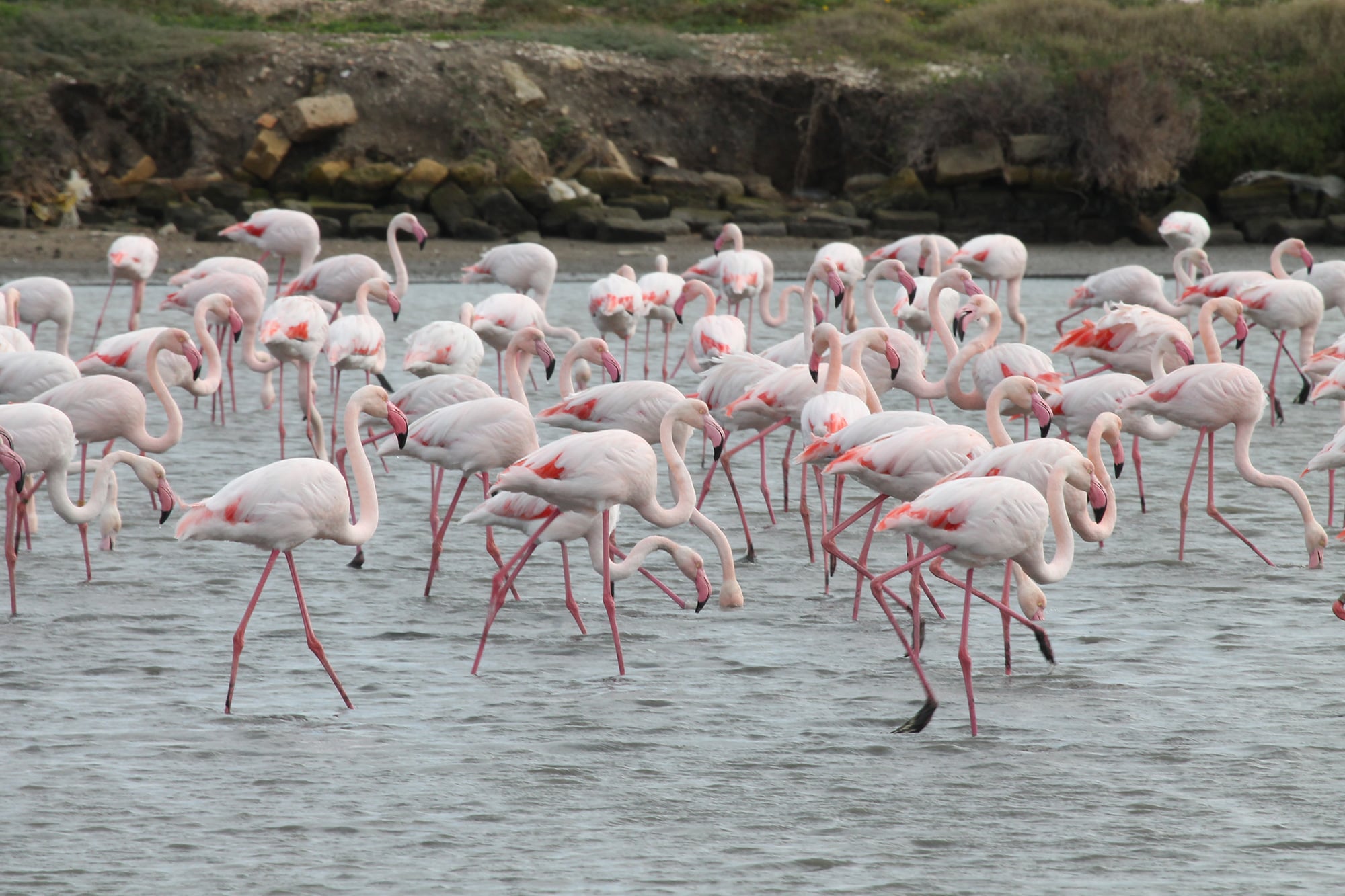 Saline of Trapani and Paceco | Oriented Nature Reserve | WWF Trapani